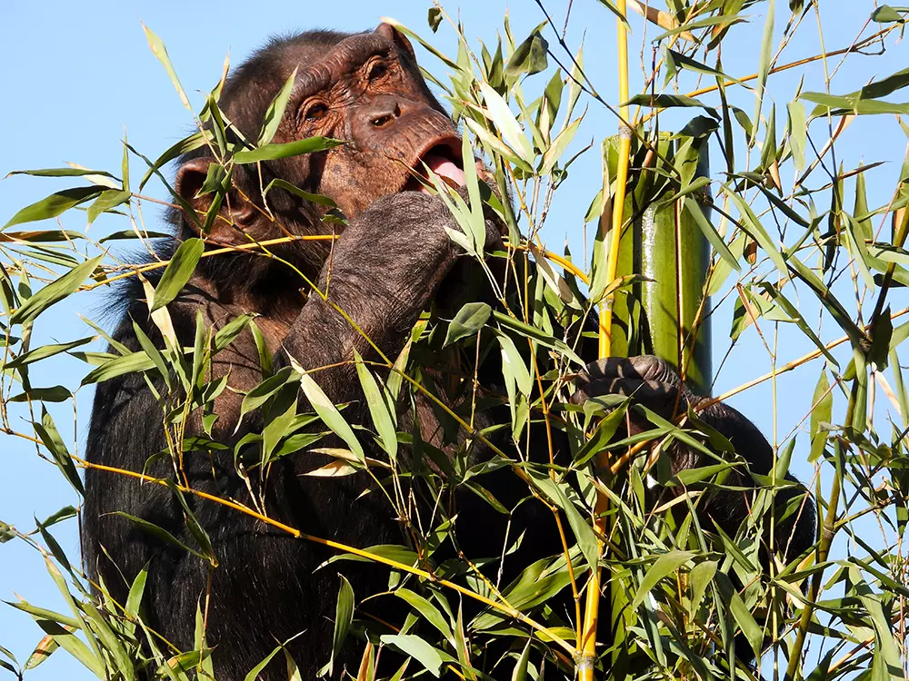 Chimp Eden - The Jane Goodall Institute | The Great Projects