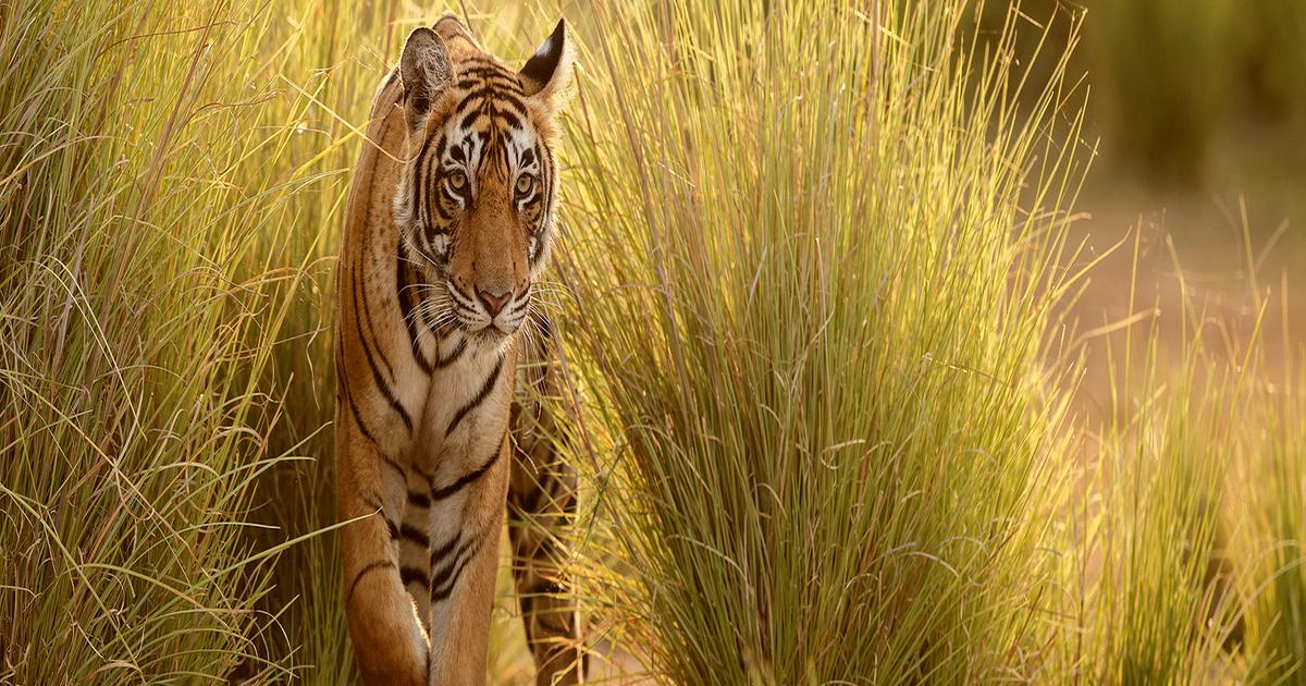 Why Are There No Tigers In Africa? | The Great Projects