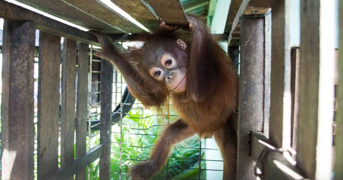 Baby Orangutan Rescue - Baby Orangutan Jacko | The Great Projects