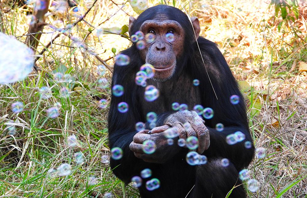 Chimp Eden - The Jane Goodall Institute | The Great Projects