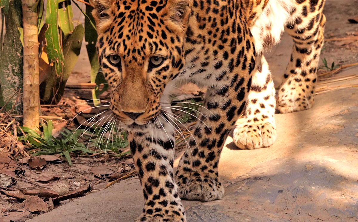 Laos Wildlife Sanctuary | The Great Projects