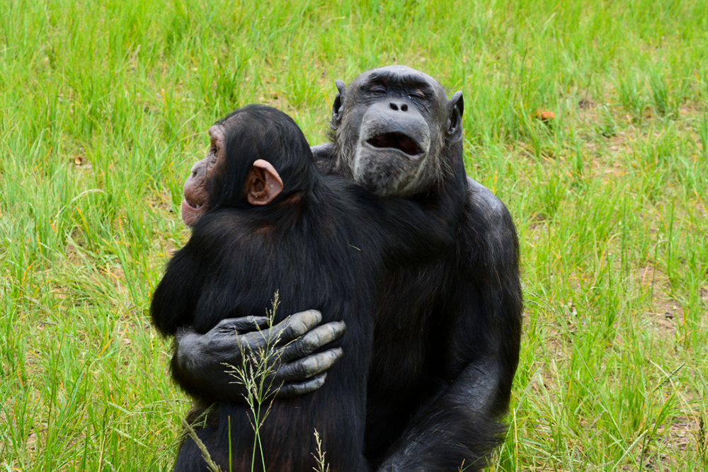 Chimp Eden - The Jane Goodall Institute | The Great Projects