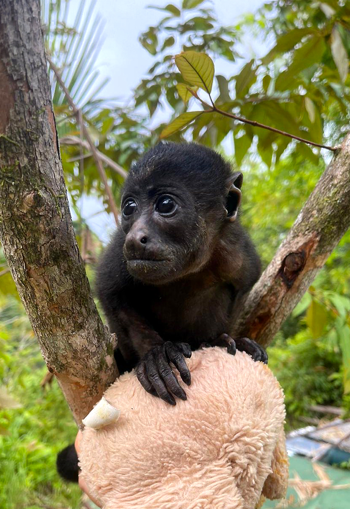 Aid Sloth Conservation And Wildlife Protection | The Great Projects