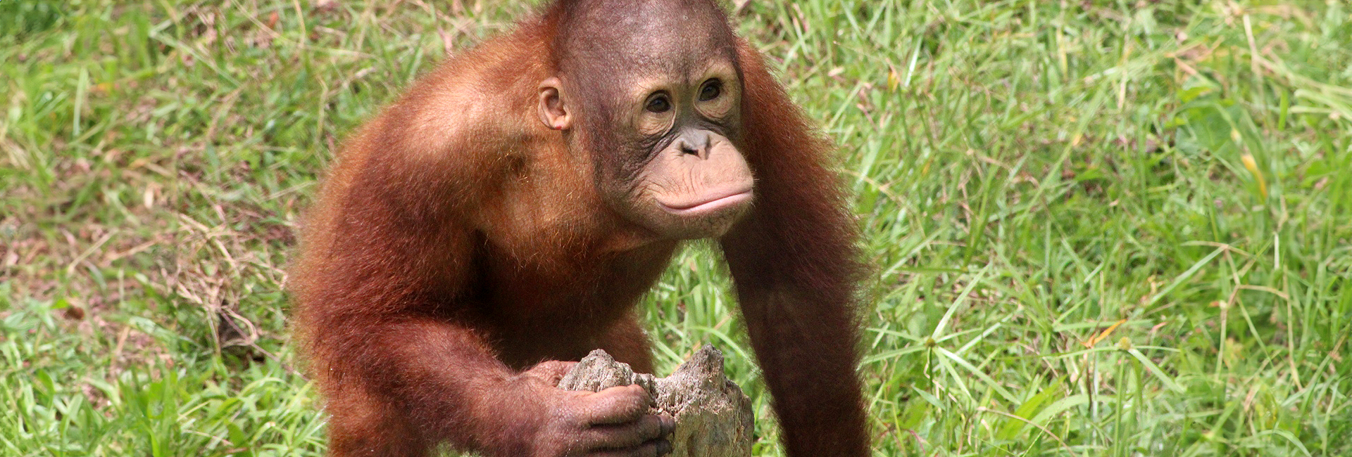 Animals Of The Great Orangutan Project | The Great Projects