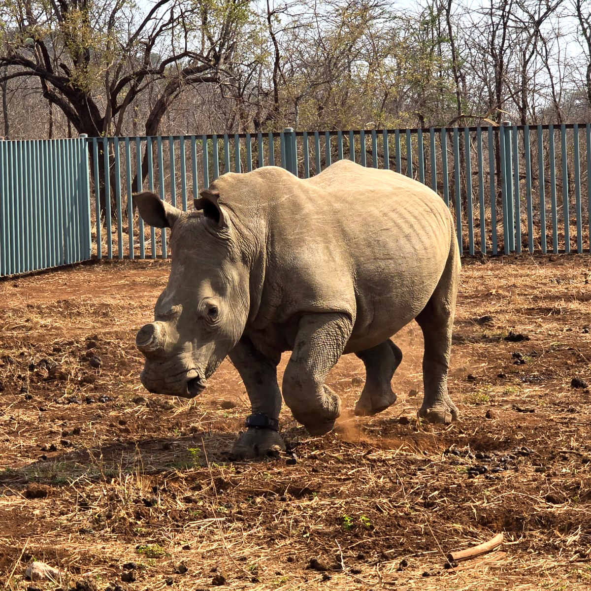 The Great Rhino Rescue Mission | The Great Projects