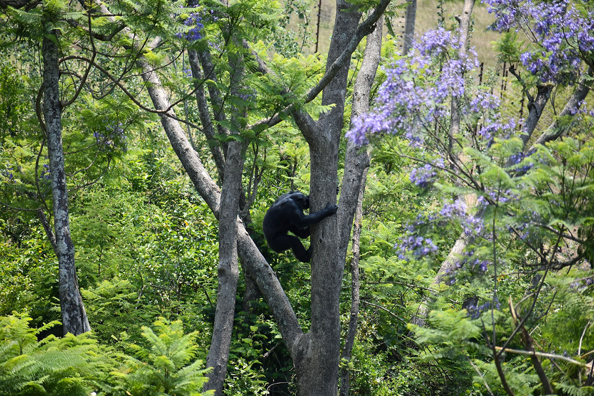 Chimp Eden - The Jane Goodall Institute | The Great Projects