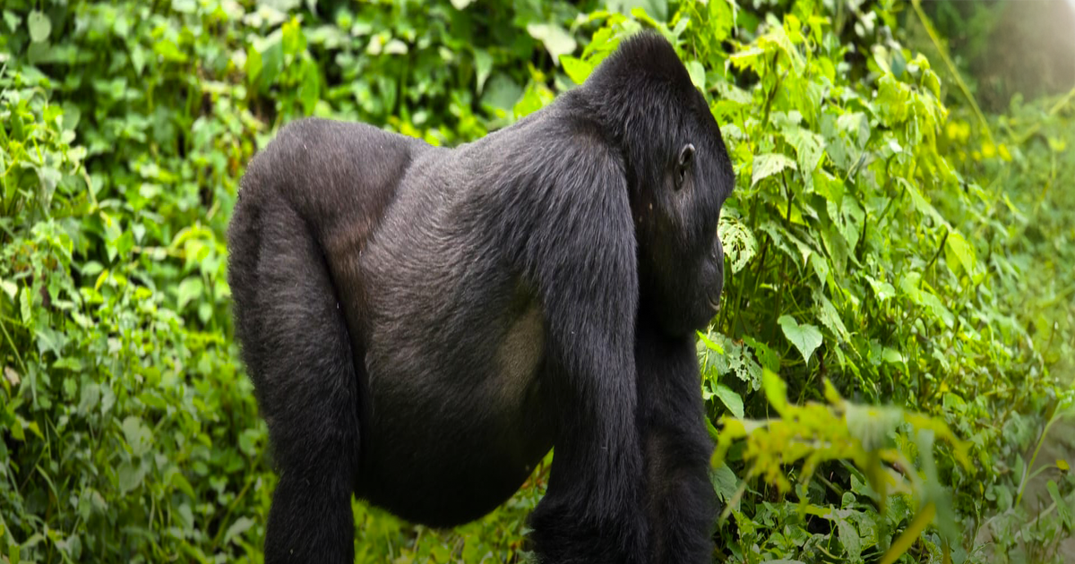 The Great Gorilla Project Review: Silverbacks to Schoolyards