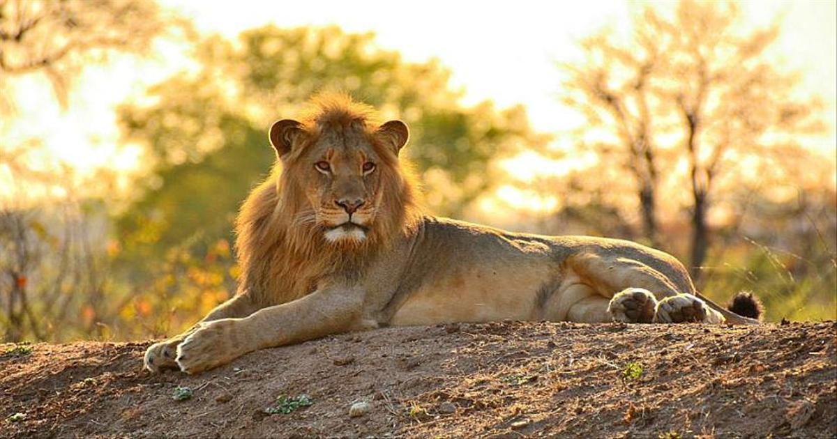 Just in from The Great Lion Project diaries | The Great Projects