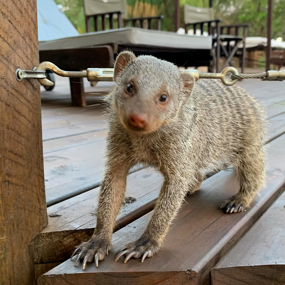 Volunteer at the SanWild Sanctuary & Reserve | The Great Projects