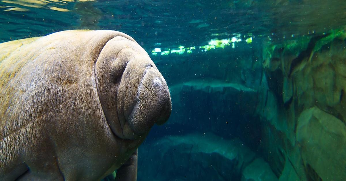 are manatees affectionate