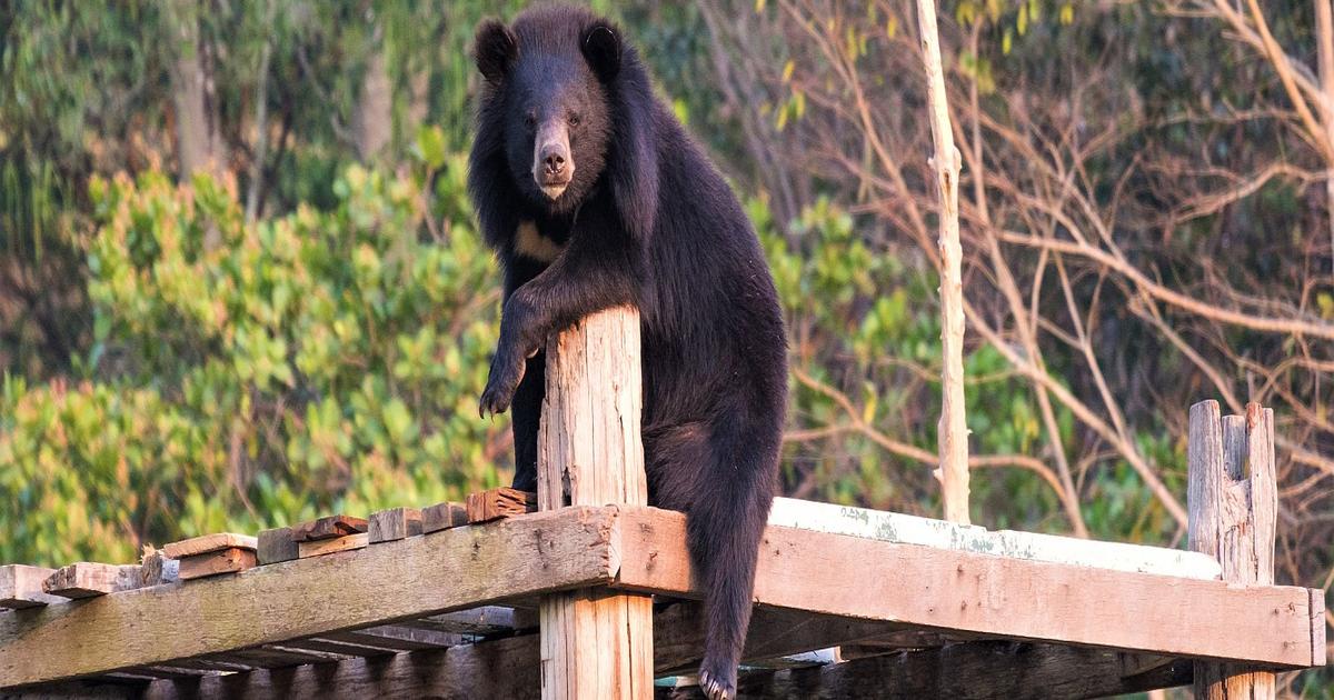 Laos Wildlife Sanctuary - Meet The Animals! | The Great Projects