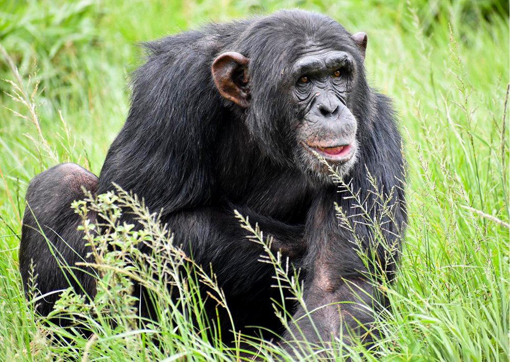Chimp Eden - The Jane Goodall Institute | The Great Projects