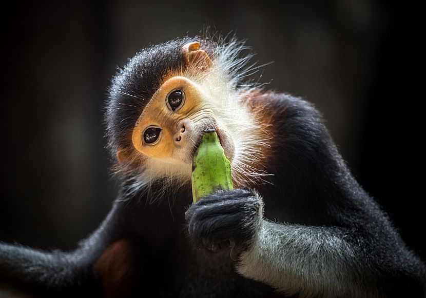 Our Top Cheeky Monkeys The Great Projects